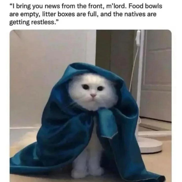 15+ Funny Cat Memes To Play With (+ Ember Tax, Of Course ...