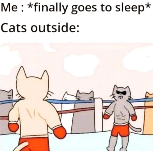 15+ Funny Cat Memes To Play With (+ Ember Tax, Of Course ...